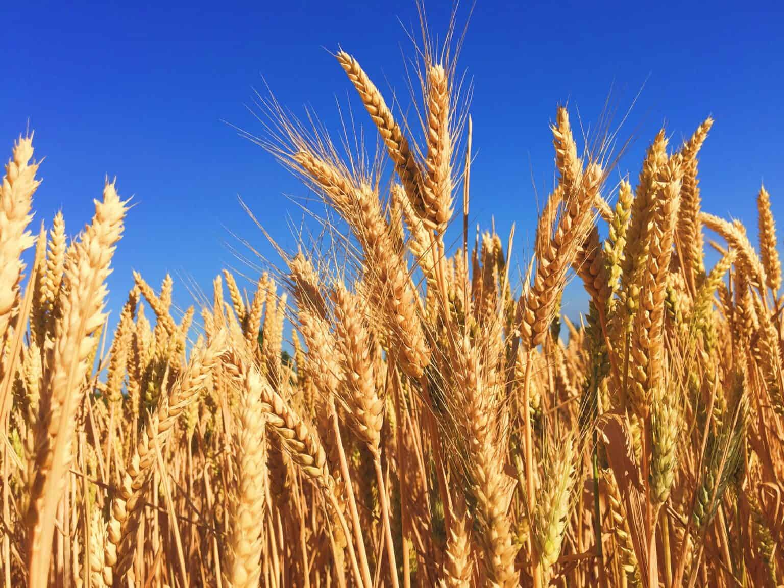 French Flour vs. American Flour: What’s the Difference? - Quaint French ...